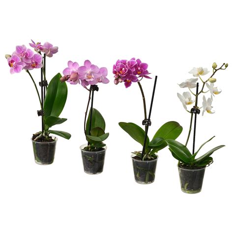 Phalaenopsis Plantă Naturală Orhidee Culori Asortate 6 Cm Ikea