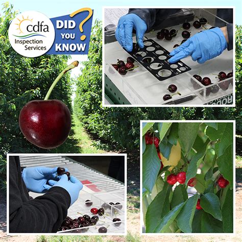 Cdfa Helps Ensure That California Cherries Meet Industry Standards And