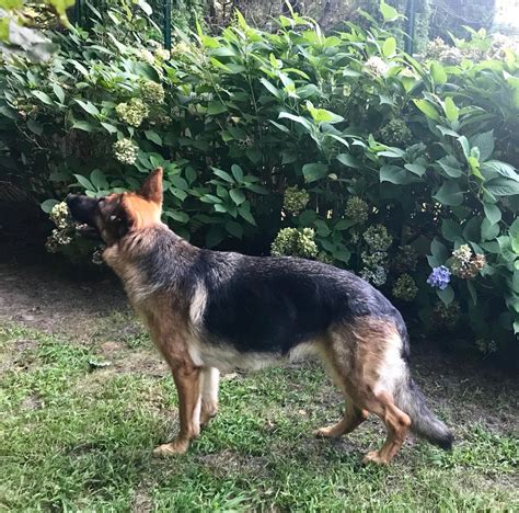 Horrifying Roach Backs Page 6 German Shepherds Forum