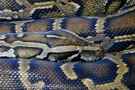 Floridas Invasive Pythons Can Eat Bigger Prey Than We Realized University Of Cincinnati