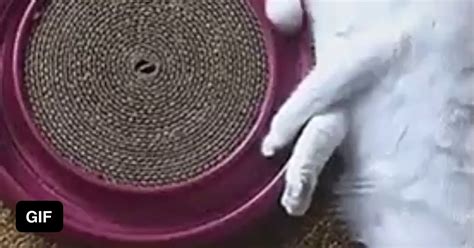 Lazy Cat Playing 9GAG