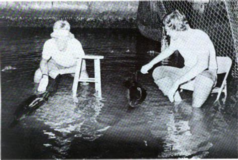 Karen Swf Captive Cetaceans Wiki Fandom Karen Swf Captive Cetaceans Wiki Fandom