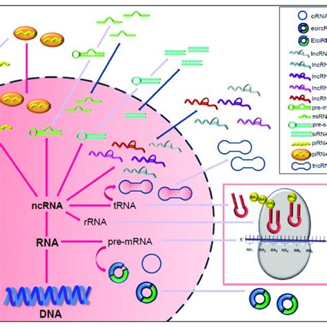 Coding And Non Coding Classes Of Rna Precursor Messenger Rna Download Scientific Diagram