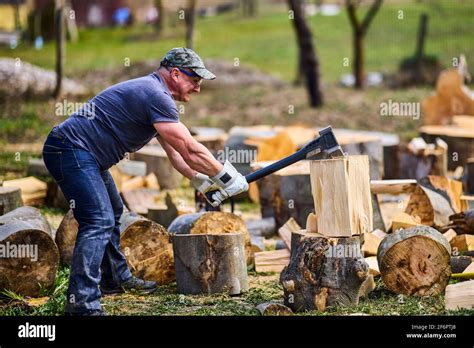Strong Man Splitting Beech Logs With An Ax Stock Photo Alamy