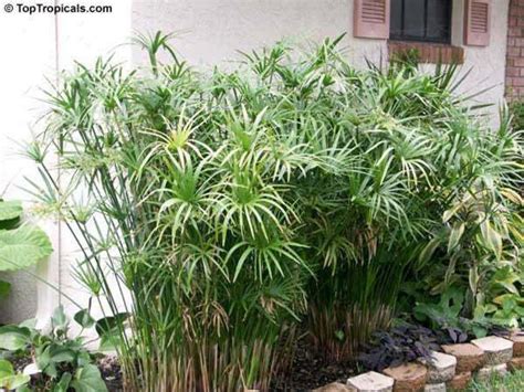 50 Umbrella Plant Cyperus Alternifolius Papyrus Grass Umbrella Palm