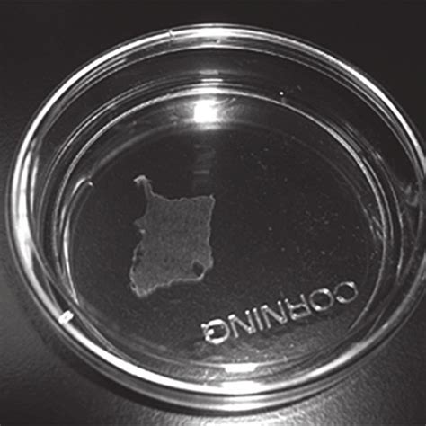 Experimental Procedures For The Assembly Of Scaffold Cell Constructs