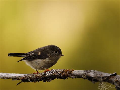 Zero Invasive Predators Zip