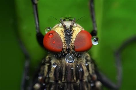 1000 Free Closeup Fly And Closeup Images Pixabay