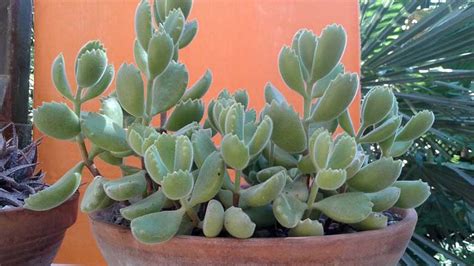 Cotyledon Pendens Care And Propagation A Complete Guide