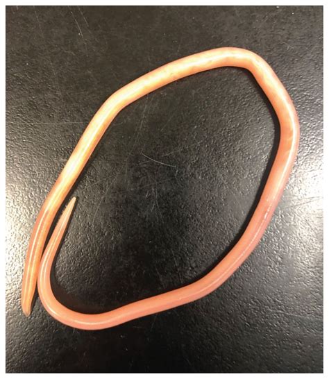 Ascaris Lumbricoides Worm