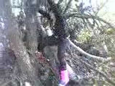 TREEEEEEEEEE YouTube