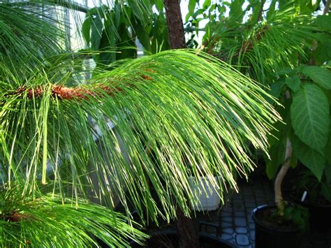 Pinus Montezumae Images Useful Tropical Plants