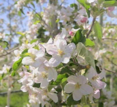 Cosmic Crisp® Apple Orchards Grown With Care And Passion