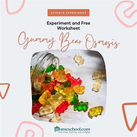Diy Gummy Bear Experiment On Osmosis Homeschool Com Worksheets Library