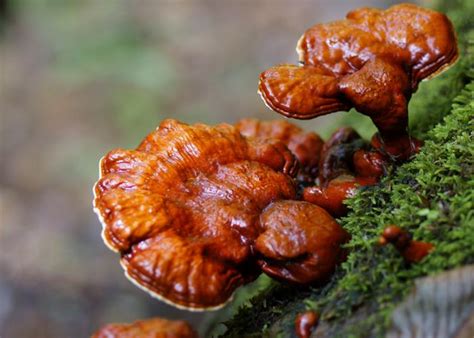 Ganoderma Lucidum Polysaccharides Manufacturer
