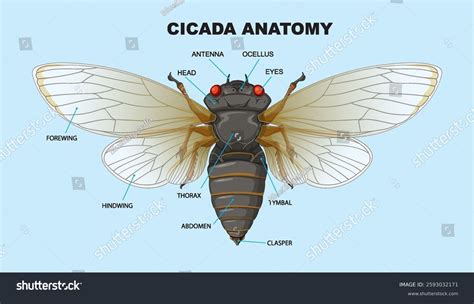 Labeled Diagram Showing Parts Cicada Stock Vector Royalty Free 2593032171 Shutterstock