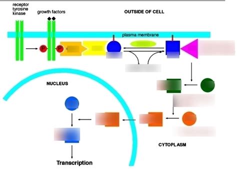 Cell Signaling Map Kinase Signaling Pathway Diagram Quizlet