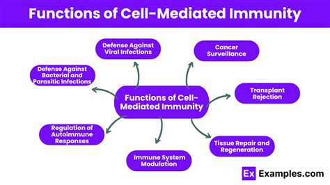 Cell Mediated Immunity Definition Types Function Components