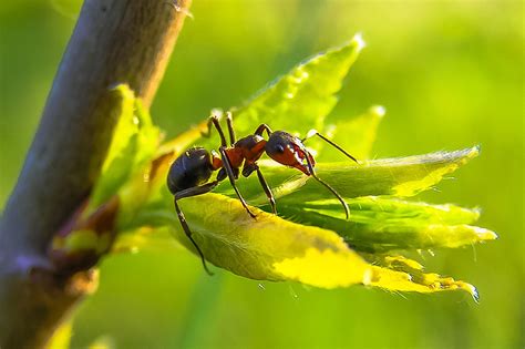4000 Free Ant Grasshopper And Ant Images Pixabay
