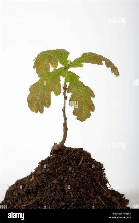 Oak Tree Sapling In Soil Against A White Background Stock Photo Alamy