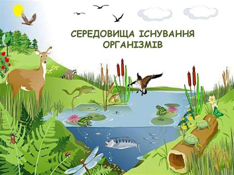 Середовища існування організмів презентация онлайн