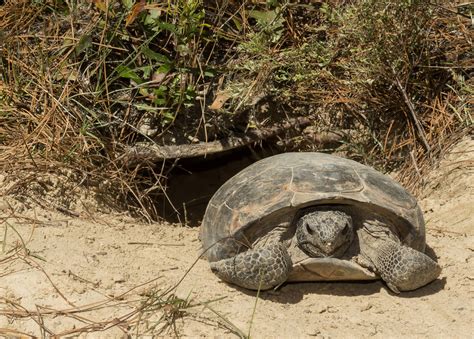 Gopher Tortoise Bartram Trail Society Of Florida