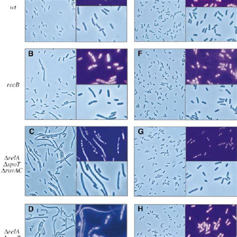 Phase Contrast Microscopy And DAPI Staining Of E Coli Cells Showing The