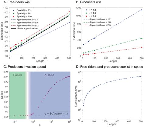 Extinction Times Increase Linearly With Length And Coexistence Times