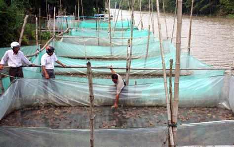 Nuôi ếch Thu Lãi 1 Tỷ đồngnăm Baotintucvn