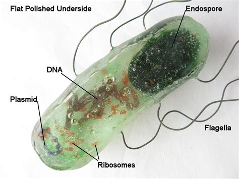 Bacillus Thuringiensis Paperweight By Trilobiteglassworks On Deviantart