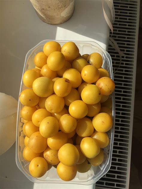 Yellow Plum Tree Identification Interesting Facts About The Early