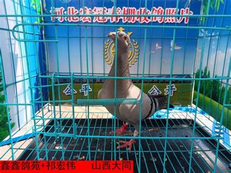 鑫鑫鸽苑 祁宏伟1 zimgs