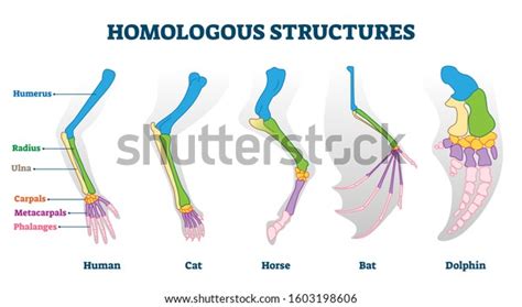 375 Homologous Structures Images Stock Photos Vectors Shutterstock