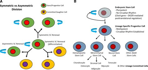 Stem Cell Division A Adult Stem Cells Are Capable Of Dividing Either