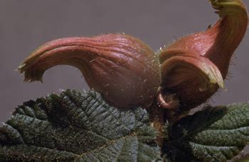 Corylus Cornuta