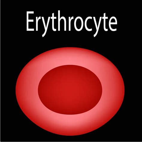 Celda De Sangre Vetores Sem Royalties