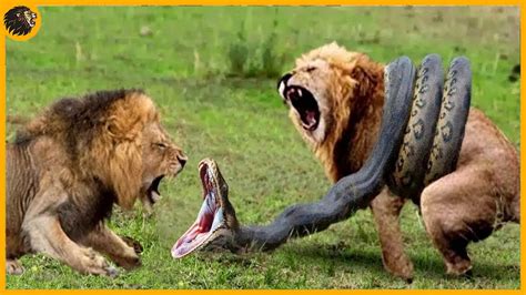 15 Moments Lions Are Ambushed By Python What Happens Next Lion Vs