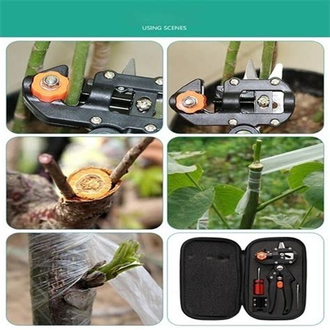 Plant Cut Nursery Shear Floristry Garden Branch Cu Grandado