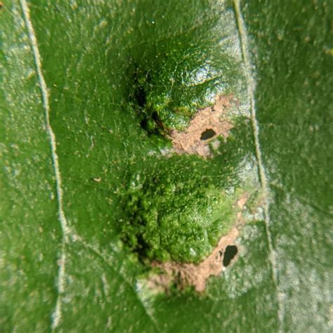 Utah Tree Disease And Pest Control Utahs Tree Care Doctor