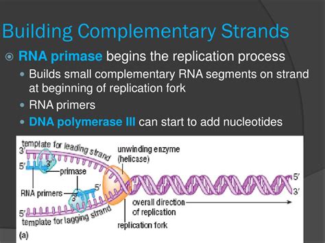 Ppt Dna Hereditary Molecules Of Life Powerpoint Presentation Free
