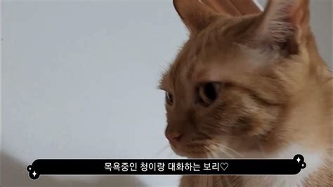 목욕중인 청이랑 대화하는 보리남매♡ Youtube