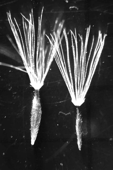 Pityopsis Ruthii Achenes Left Embryo Within The Fruit Filled Seed