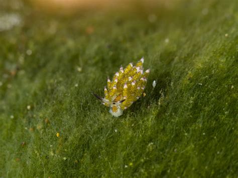 Fun Photos The Most Adorable Sea Slug That Looks Like A Sheep And