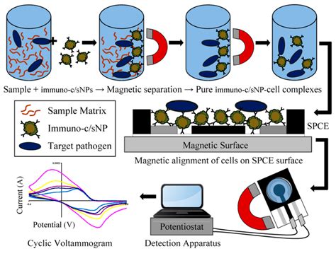 Multifunctional Nanotechnology Enabled Sensors For Rapid Capture And Detection Of Pathogens