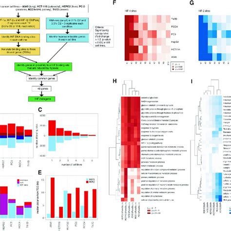 Rna Seq And Chip Seq Analysis Of Cancer Cell Lines A Schematic Of