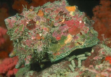 [기타]소라 기타 생물종 Bric