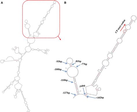 Prediction Of Rna Secondary Structure Using Mfold Software A Download Scientific Diagram