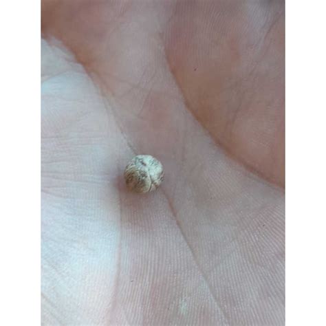 Semente Serve Para Amuleto Pingente E Ornamentos Essa Semente Da Arvore Coquinho Cor Marrom