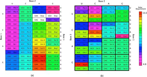Assignments Of The 64 Codons Of The Genetic Code The Bases Of The