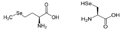 Selenomethionine And Selenocysteine The Main Of Organic Forms Of Selenium Download Scientific